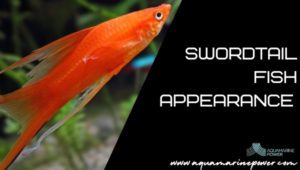 11 Swordtail Fish Care Guide (May 2026) Complete Setup Tips