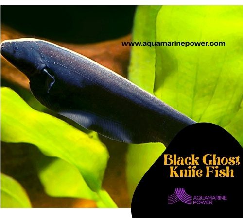 Black Ghost Knife Fish 101: Best Detailed Guide & More(2025)