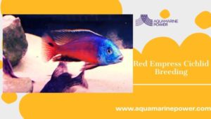 Red Empress Cichlid Care Guide (June 2026): Tank Setup, Diet & More
