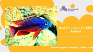 Red Empress Cichlid Care Guide (June 2026): Tank Setup, Diet & More