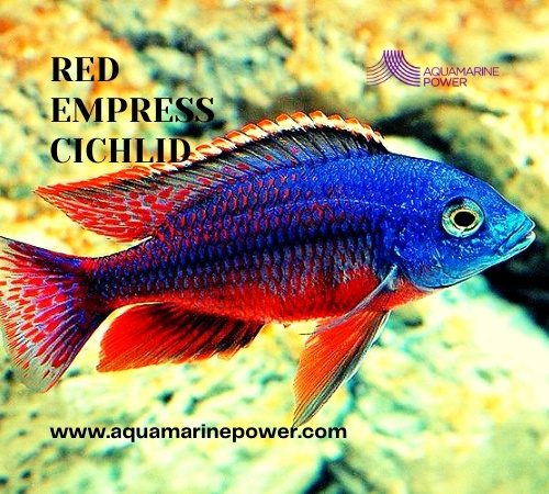 Red Empress Cichlid Care Guide (June 2026): Tank Setup, Diet & More