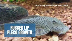 Rubber Lip Pleco 101: Best Detailed Care Guide (2026 June)