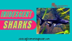 Iridescent Shark (May 2026): Complete Pangasianodon Care Guide