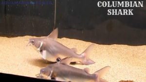 Columbian Shark Care: Brackish Water Guide (April 2026)