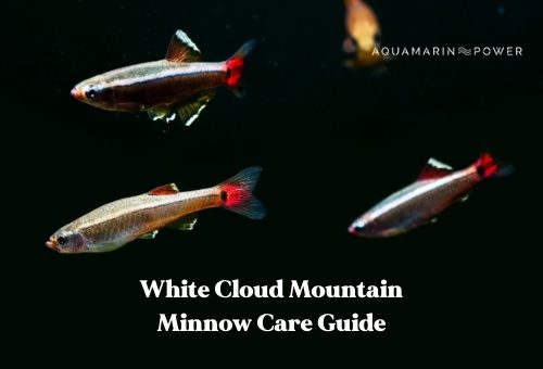 White Cloud Mountain Minnow: Best Detailed Care Guide |2026