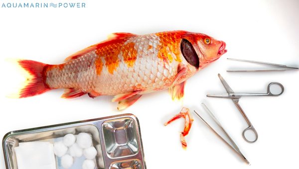 How To Cure Fish Fungus (Aquarium Fish) Ultimate Treatment & Medication ...