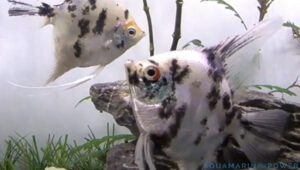 10 Most Popular Types Of Angelfish: Appearance, Size & All | 2026