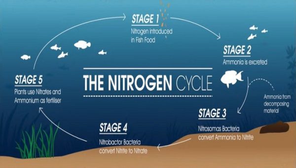 How To Cycle A Fish Tank: Navigating The Nitrogen Cycle|2025