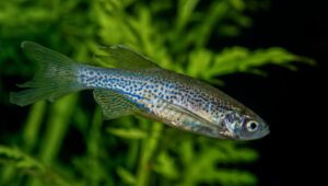 Leopard Danio Care Guide: Overview, Size, Lifespan | 2026