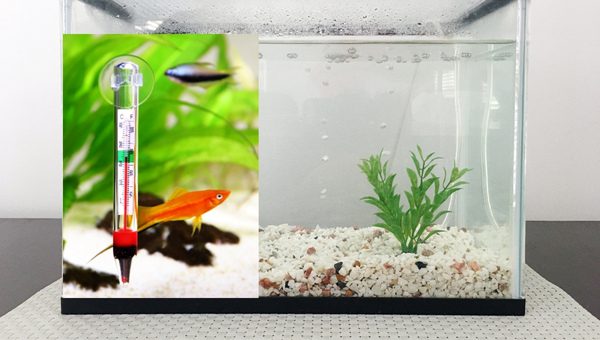 Quick Start For Fish Tank Smart Betta Fish Tank Aquarium 3 Gallon With ...