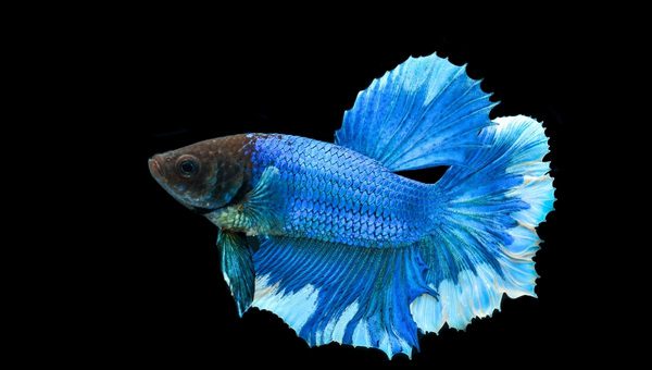Paradise Betta 101: Species, Diet, Look, Lifespan & All |2026