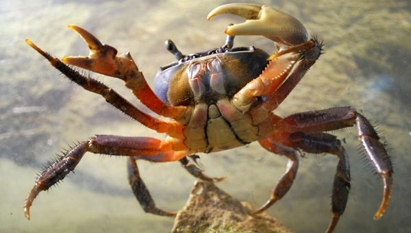 Rainbow Crab Care 101: Coloration, Size, Habitat |Updated|2026