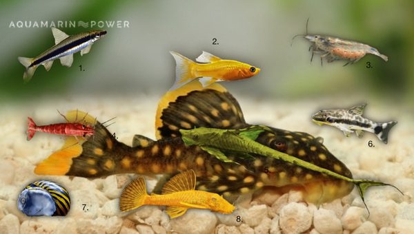28 Best Algae Eaters will Clean Your Freshwater Aquarium |Updated| 2026