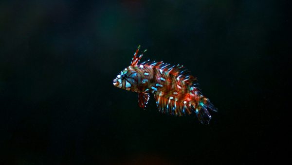 Dragon Wrasse Profile: Appearance, size, Diet |Updated| 2026
