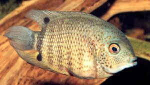 Severum Cichlid Species And care Guide 101: Look, Diet |Updated| 2026