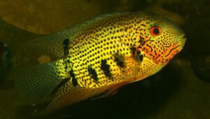 Severum Cichlid Species And care Guide 101: Look, Diet |Updated| 2026