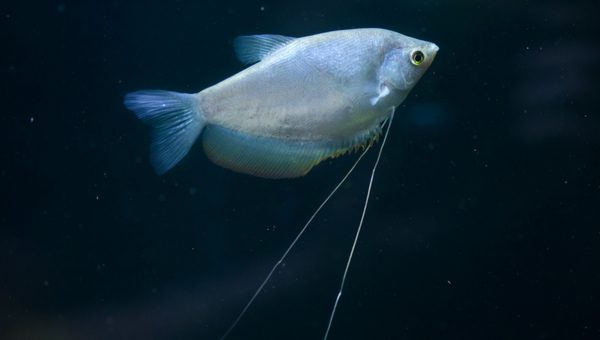 Moonlight Gourami Care Guide 2026: Species Profile & Tank Setup