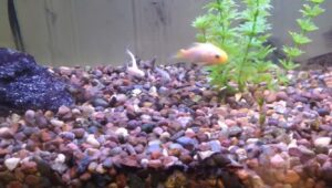 Rosy Red Minnow Care Guide: Tank Setup, Diet & Breeding
