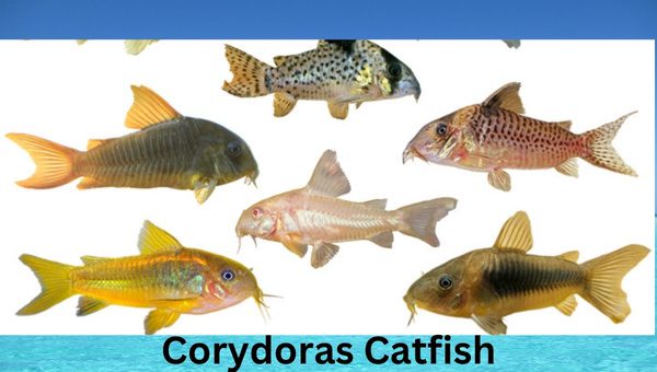 Best 9 Types Of Corydoras Catfish Care Guide: Look, Size, Etc|2026