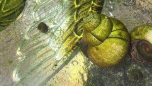 Japanese Trapdoor Snail Care Guide 2026: Species Overview