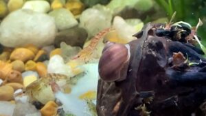Japanese Trapdoor Snail Care Guide 2026: Species Overview