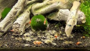 Thai Micro Crab Care 101: Size, Breed, Diet & More | 2026