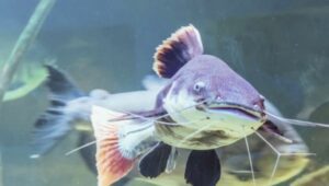 Redtail Catfish Care Guide (May 2026)