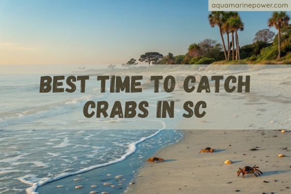 Best Time to Catch Blue & Stone Crabs in SC | 2026 Guide