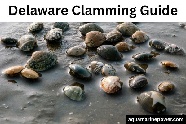How to Go Clamming in Delaware | Best Spots & Rules | 2026