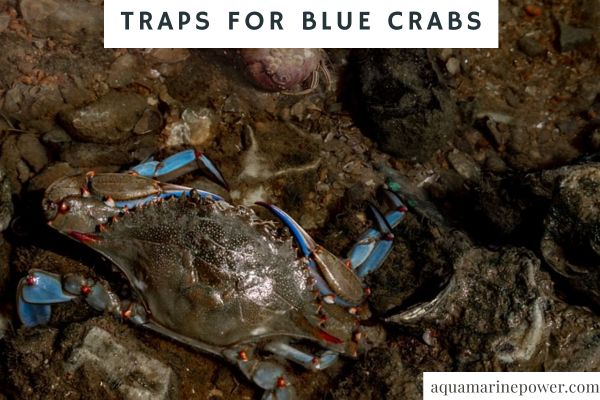 8 Best Blue Crab Traps (May 2026): Expert Reviews