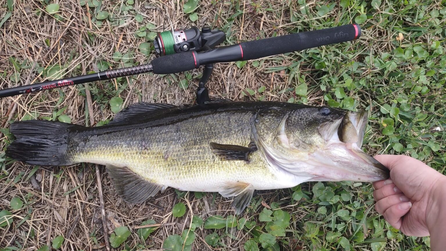 Best Pike Lures 2026: 8 Trophy-Catching Options for Every Water