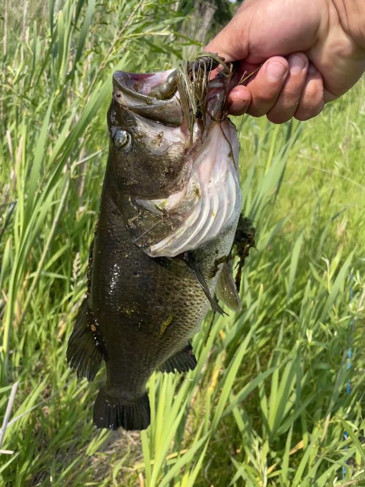 Best Jig Trailers for Bass Fishing 2026: Complete Guide