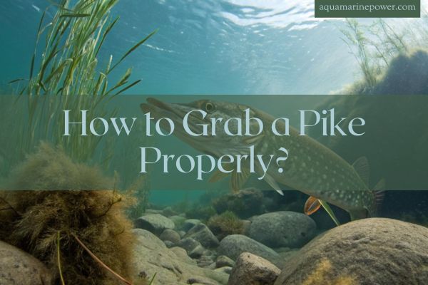 How to Grab a Pike Properly | Safe Handling Guide 2026