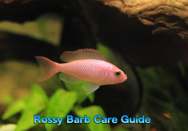 Rosy Barb Care Guide: Tank Setup, Breeding & Compatibility Tips