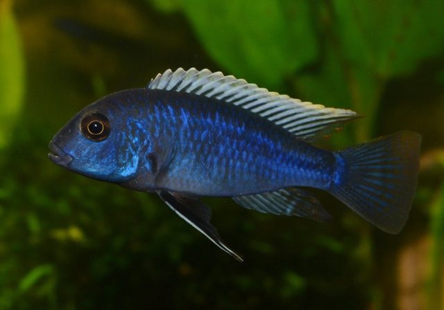 Red Empress Cichlid Care: Complete Guide for Aquarists