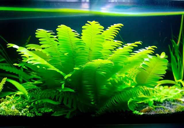Water Sprite Plant Care Guide - Aquarium Plant for Beginners