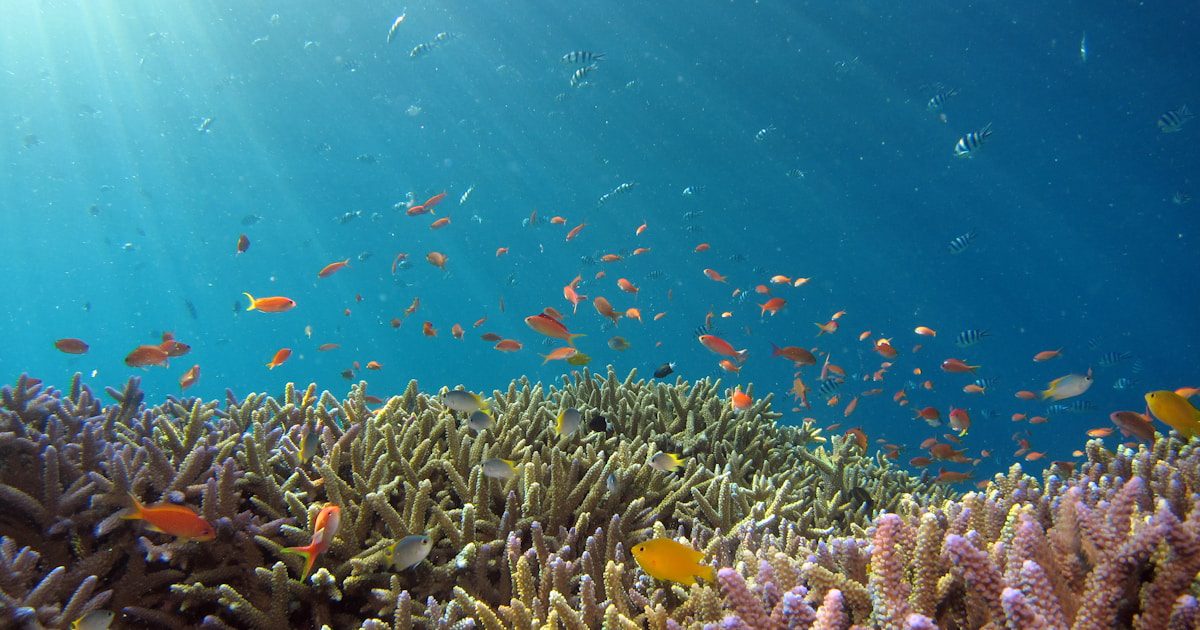 What Are Gorgonians? Complete Guide to Sea Fans & Sea Whips