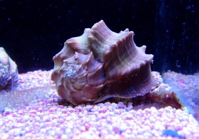 Cerith Snails Care Guide - Marine Aquarium Cleanup Crew