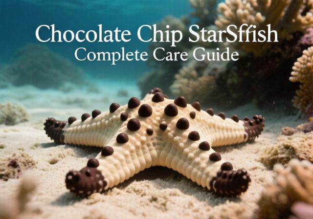 Chocolate Chip Starfish Care Guide: Tips & Research 2026
