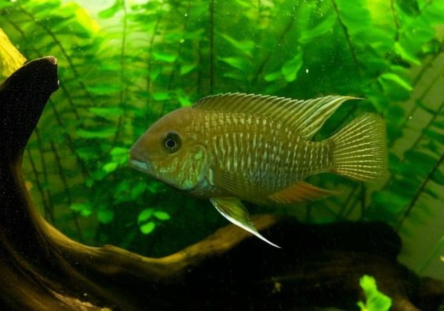 Severum Cichlid Care Guide 2026: Tank Setup & Behavior Tips